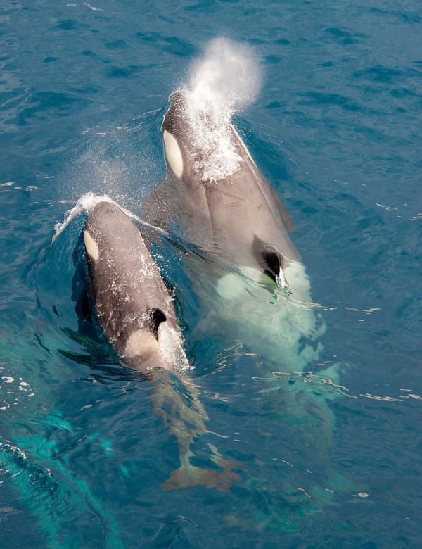 Le orche ci tengono davvero a diventare nonne
